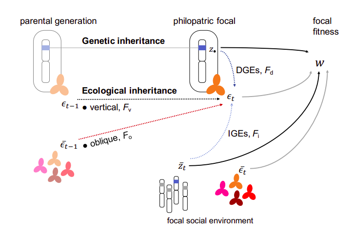 Theoretical Evolutionary Ecology Lab | TEE.Lab